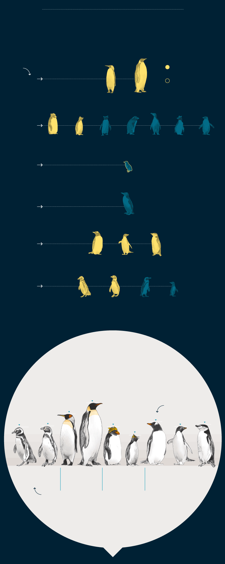 Ciclo De Vida De Un Pinguino