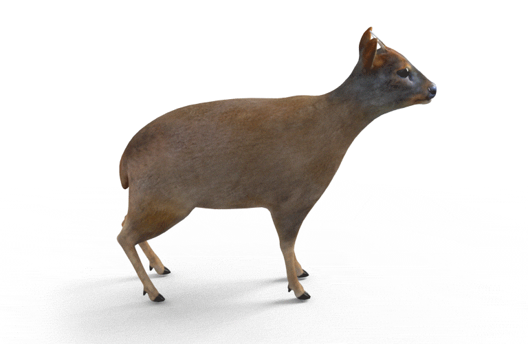 Pudú: El pequeño solitario : r/chile