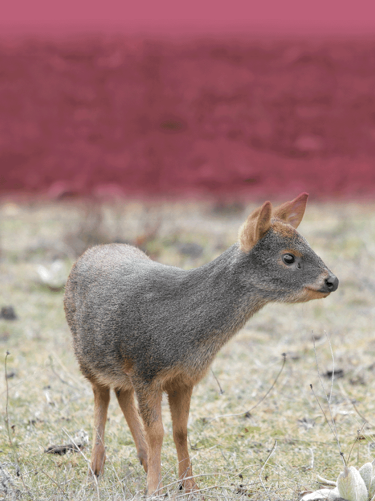 Pudú