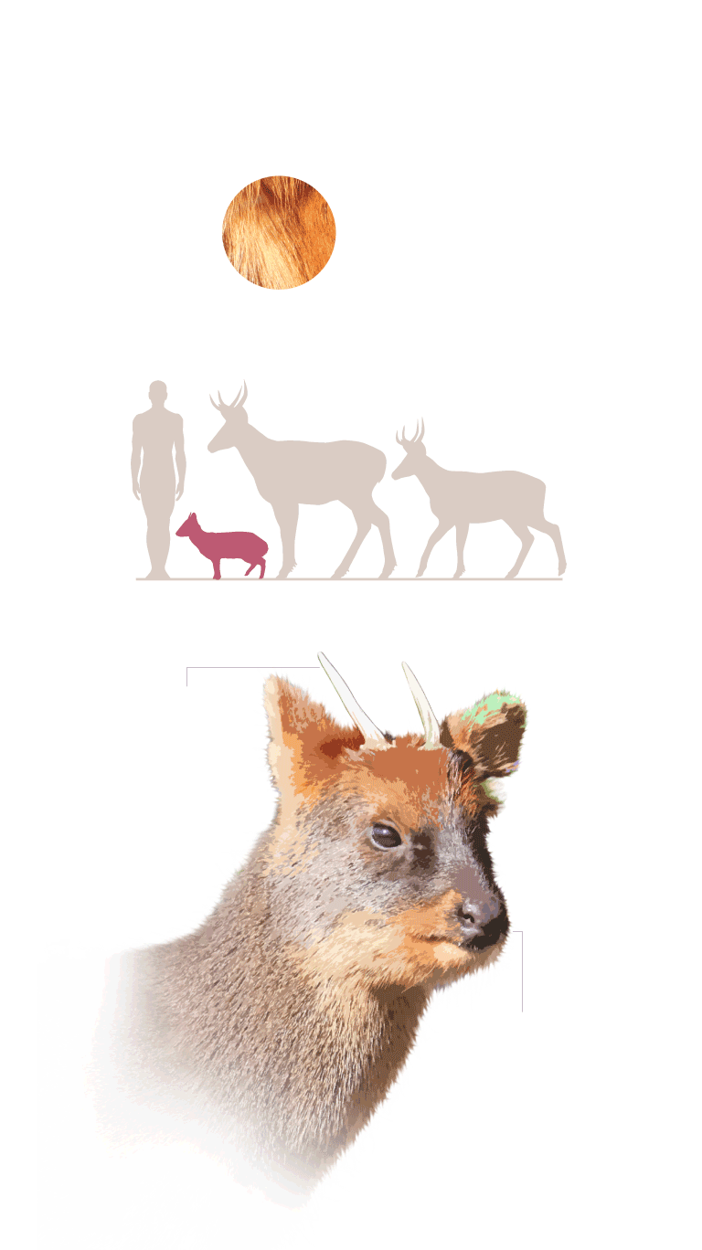 Pudú