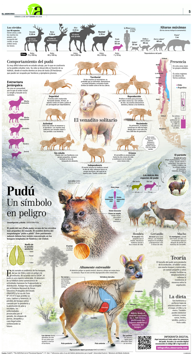 Pudú
